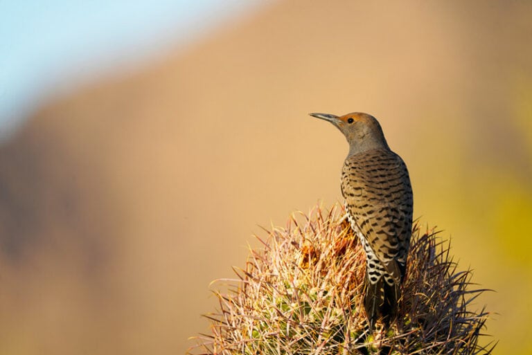 Gilded Flicker: Field Guide, Pictures, Habitat, & Info - Optics Mag