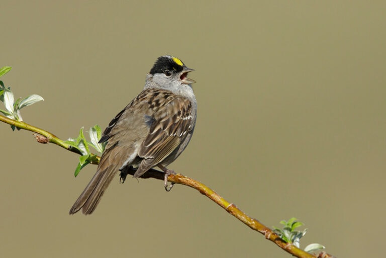 Golden-Crowned Sparrow: Field Guide, Pictures, Habitat & Info - Optics Mag
