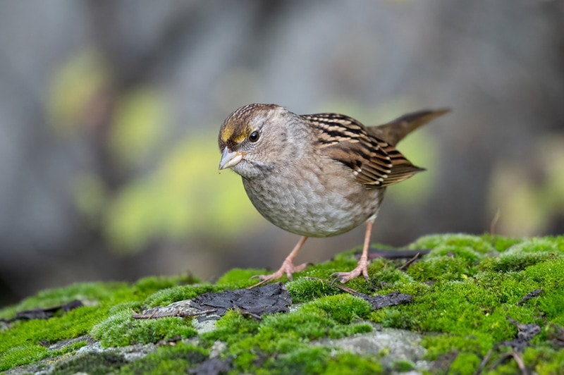 Golden-Crowned Sparrow: Field Guide, Pictures, Habitat & Info - Optics Mag