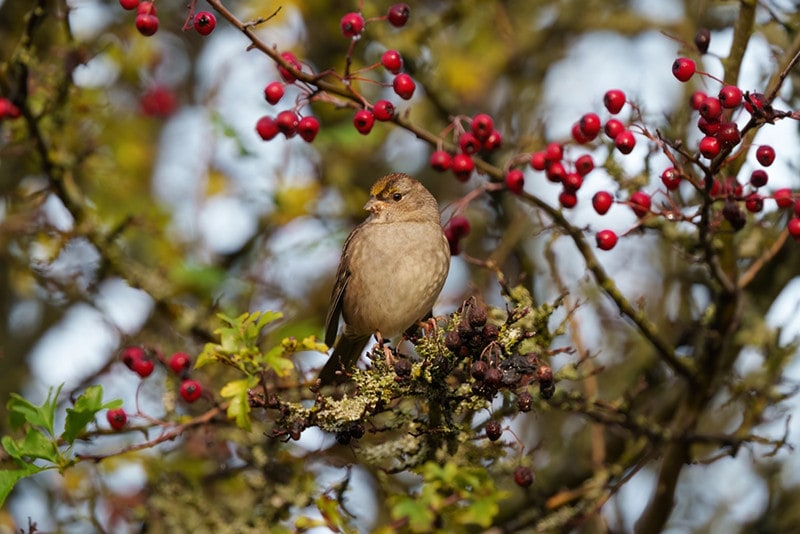 Golden-Crowned Sparrow: Field Guide, Pictures, Habitat & Info - Optics Mag