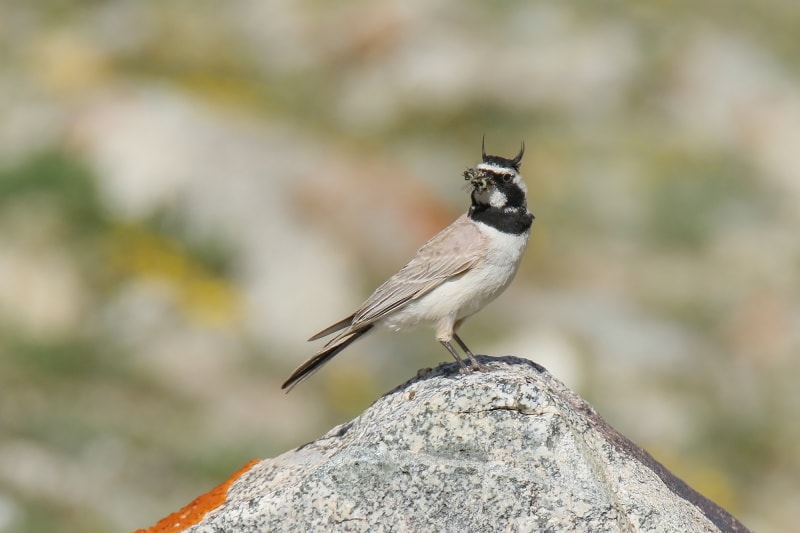 26 Common Types of Sparrows in Illinois (With Pictures) - Optics Mag