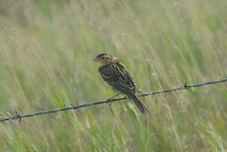 19 Common Types of Sparrows in Michigan (With Pictures) - Optics Mag