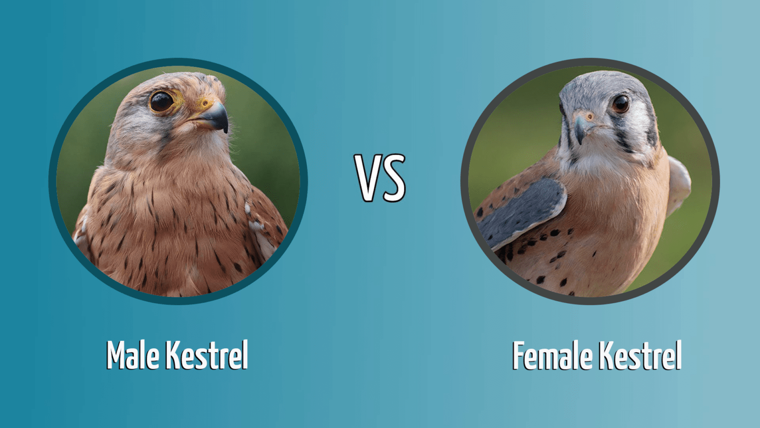 Male Kestrel vs Female Kestrel: How To Tell the Difference? - Optics Mag