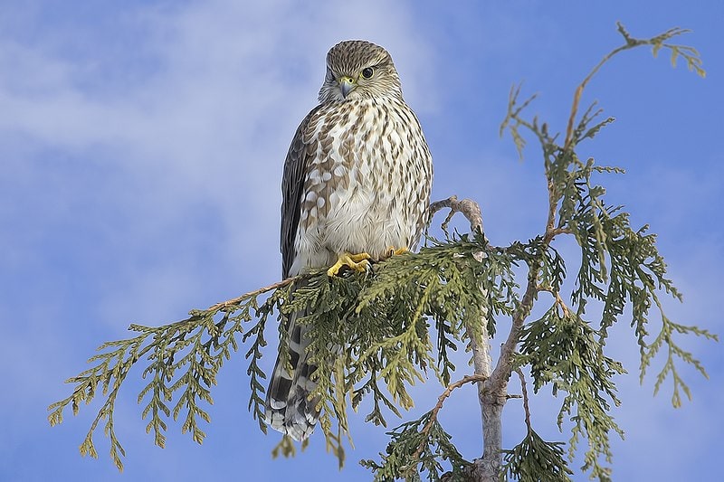 Merlin Falcon: Field Guide, Pictures, Habitat & Info - Optics Mag