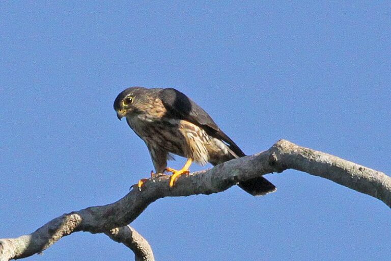 Merlin Falcon: Field Guide, Pictures, Habitat & Info - Optics Mag