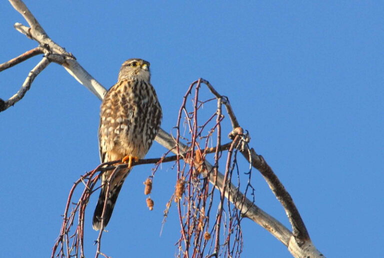 Merlin Falcon: Field Guide, Pictures, Habitat & Info - Optics Mag