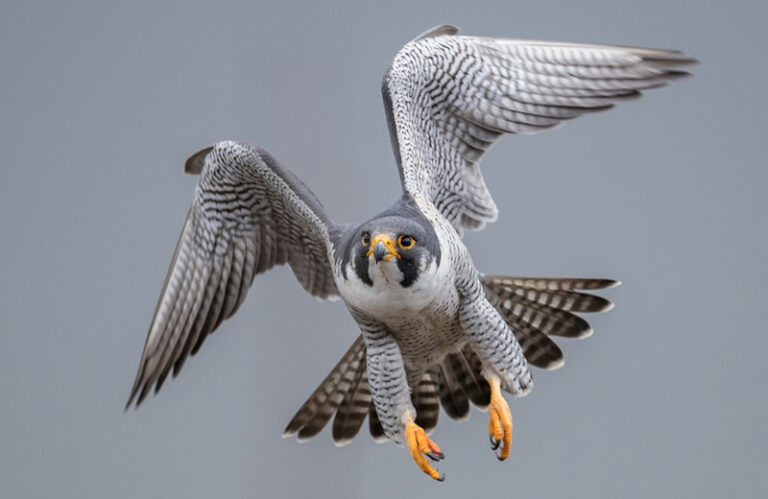 How Fast Is a Peregrine Falcon? The Incredible Answer! - Optics Mag