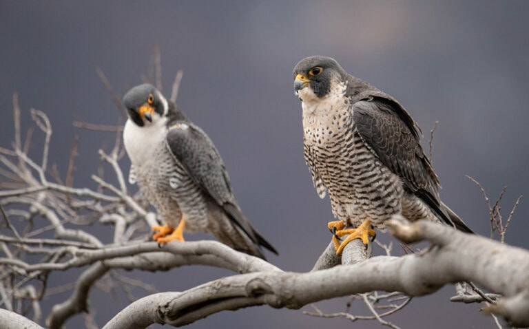 9 Incredible Peregrine Falcon Facts (with Pictures) - Optics Mag