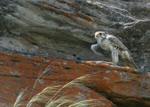 Prairie Falcon: Field Guide, Habitat, Pictures & Info - Optics Mag