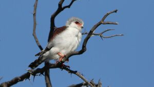 Pygmy Falcon – Field Guide, Pictures, Habitat, and Info - Optics Mag