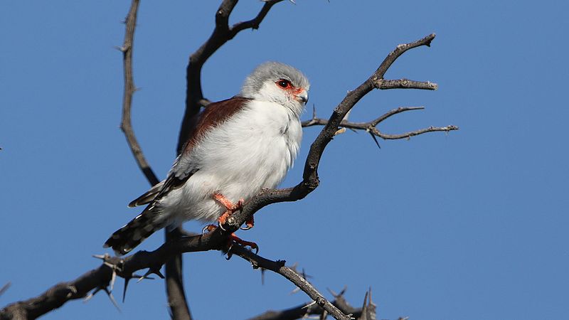 Pygmy Falcon – Field Guide, Pictures, Habitat, and Info - Optics Mag