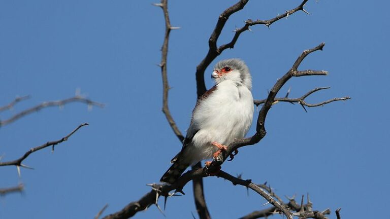 Pygmy Falcon – Field Guide, Pictures, Habitat, and Info - Optics Mag