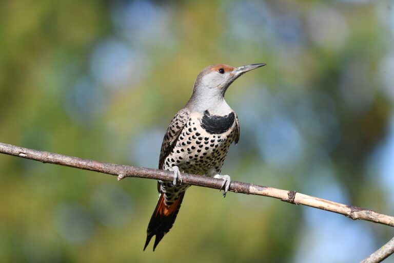 Red-Shafted Northern Flicker: Field Guide, Pictures, Habitat & Info ...
