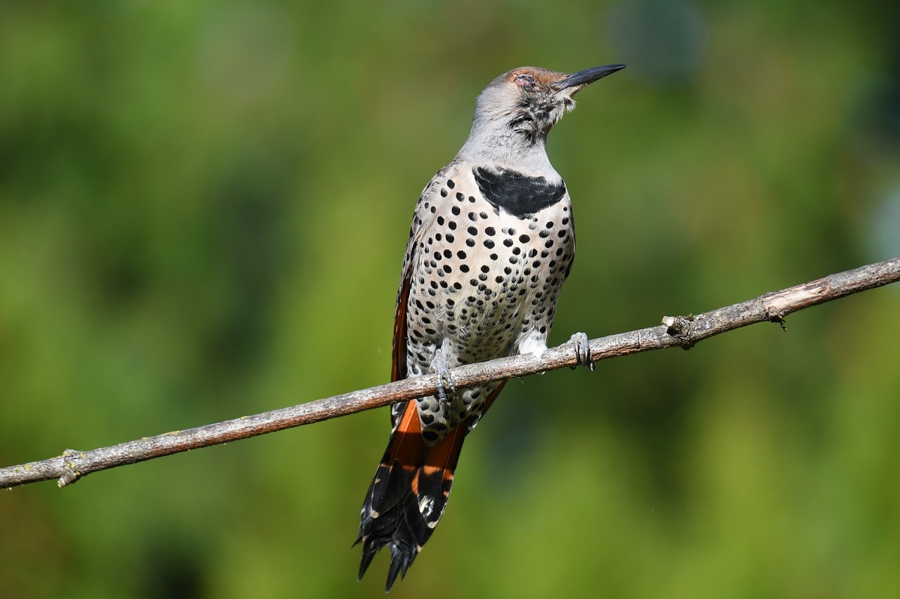 Red-Shafted Northern Flicker: Field Guide, Pictures, Habitat & Info ...