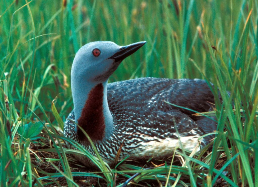 Red-Throated Loon: Field Guide, Pictures, Habitat & Info - Optics Mag