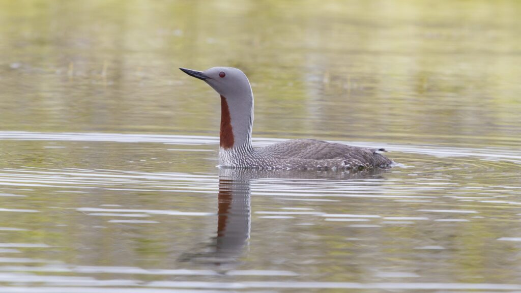 Red-Throated Loon: Field Guide, Pictures, Habitat & Info - Optics Mag