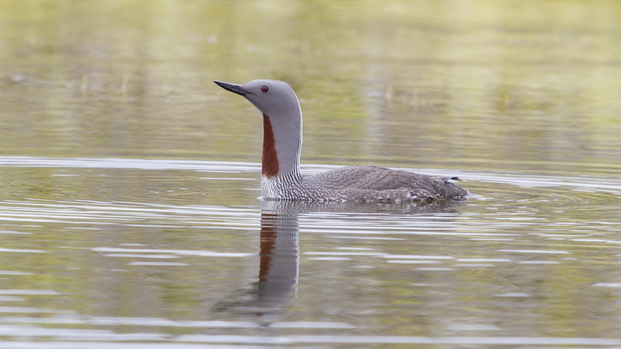 Red-Throated Loon: Field Guide, Pictures, Habitat & Info - Optics Mag