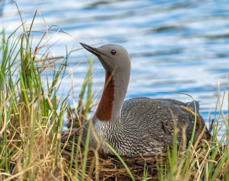 Red-Throated Loon: Field Guide, Pictures, Habitat & Info - Optics Mag