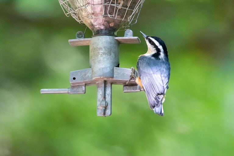 Red-Breasted Nuthatch: Field Guide, Pictures, Habitat & Info - Optics Mag