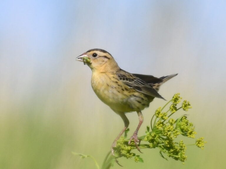 20 Common Types of Sparrows in Florida (With Pictures) - Optics Mag