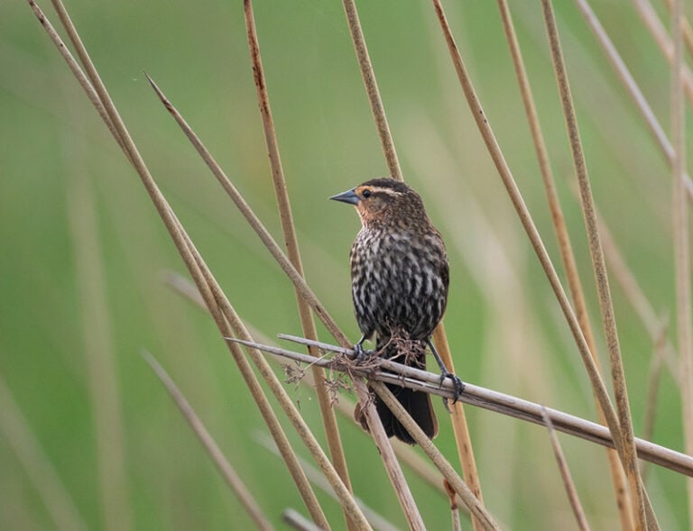 20 Common Types of Sparrows in Florida (With Pictures) - Optics Mag