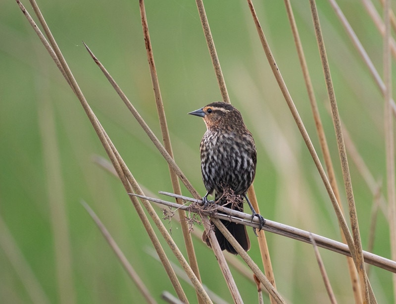 20 Common Types of Sparrows in Florida (With Pictures) - Optics Mag