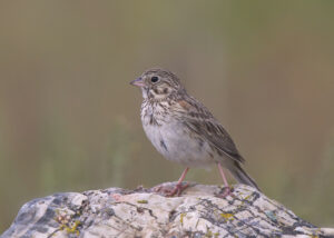 20 Common Types of Sparrows in Florida (With Pictures) - Optics Mag