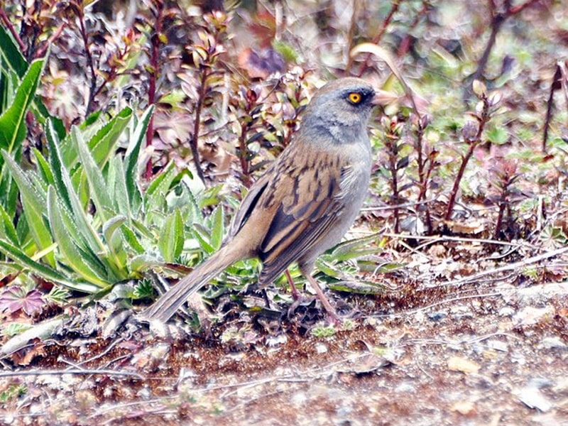 Volcano Junco: Field Guide, Pictures, Habitat & Info - Optics Mag