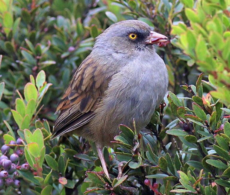 Volcano Junco: Field Guide, Pictures, Habitat & Info - Optics Mag