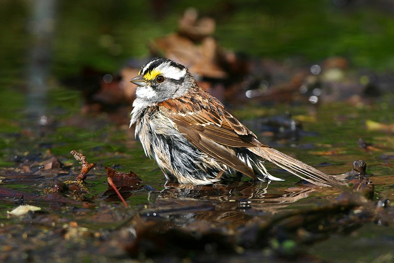 20 Common Types of Sparrows in Florida (With Pictures) - Optics Mag