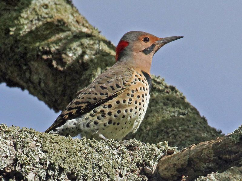 Yellow-Shafted Northern Flicker: Field Guide, Pictures, Habitat & Info ...