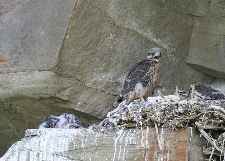 Prairie Falcon: Field Guide, Habitat, Pictures & Info - Optics Mag
