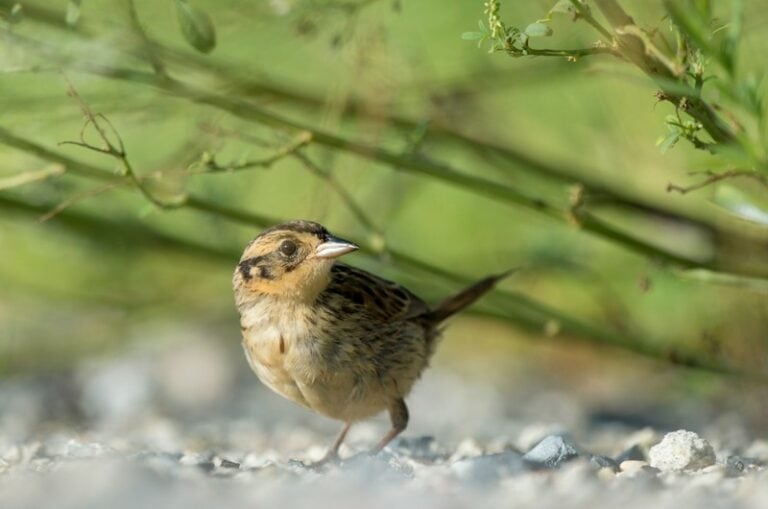 10 Common Types of Sparrows in Maine (With Pictures) - Optics Mag