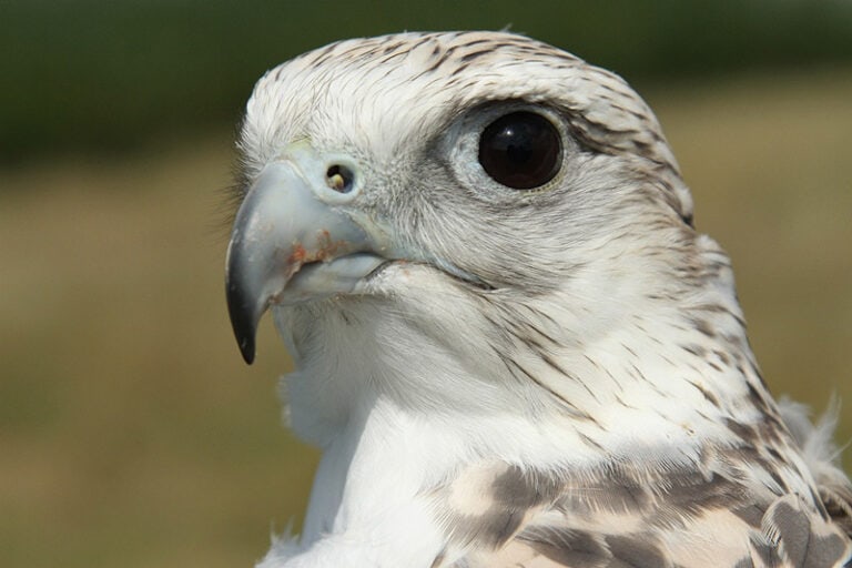 Gyrfalcon: Field Guide, Pictures, Habitat & Info - Optics Mag