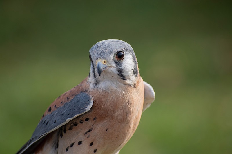 14 Incredible Kestrel Facts: Behavior, Predators & More! - Optics Mag