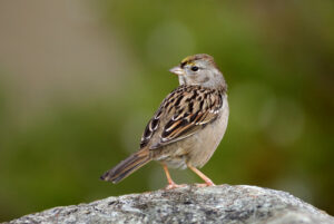 Golden-Crowned Sparrow: Field Guide, Pictures, Habitat & Info - Optics Mag