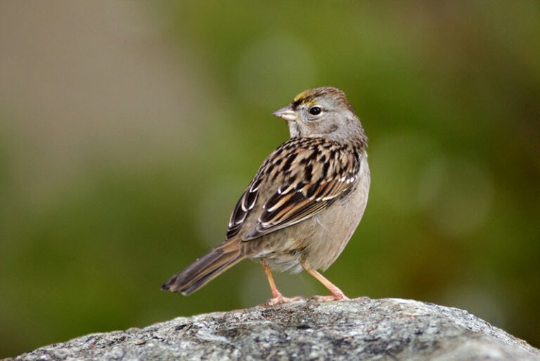 Golden-Crowned Sparrow: Field Guide, Pictures, Habitat & Info - Optics Mag