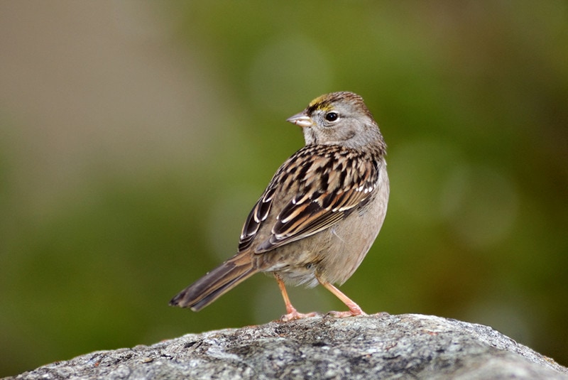 Golden-Crowned Sparrow: Field Guide, Pictures, Habitat & Info - Optics Mag