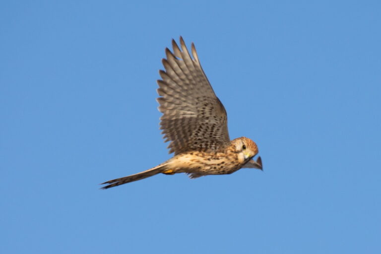Merlin Falcon: Field Guide, Pictures, Habitat & Info - Optics Mag