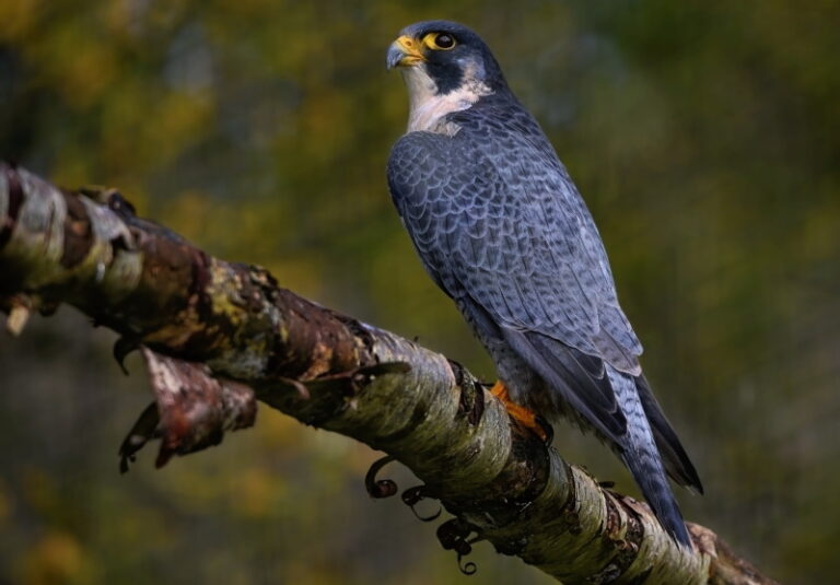 Peregrine Falcon: Field Guide, Pictures, Habitat & Info - Optics Mag