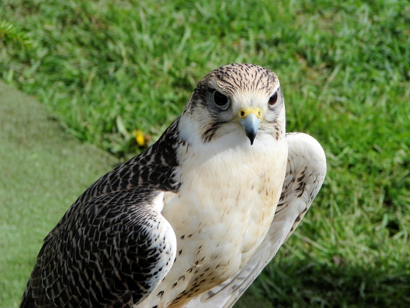 Prairie Falcon: Field Guide, Habitat, Pictures & Info - Optics Mag
