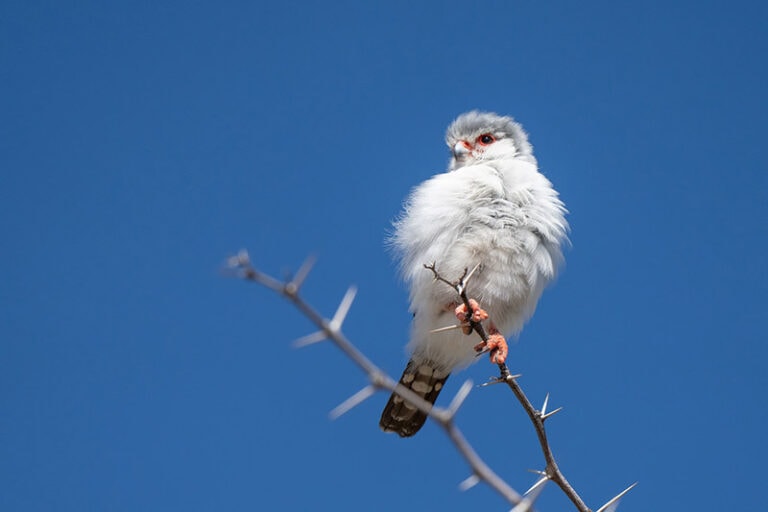 Pygmy Falcon – Field Guide, Pictures, Habitat, and Info - Optics Mag