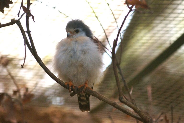 Pygmy Falcon – Field Guide, Pictures, Habitat, and Info - Optics Mag