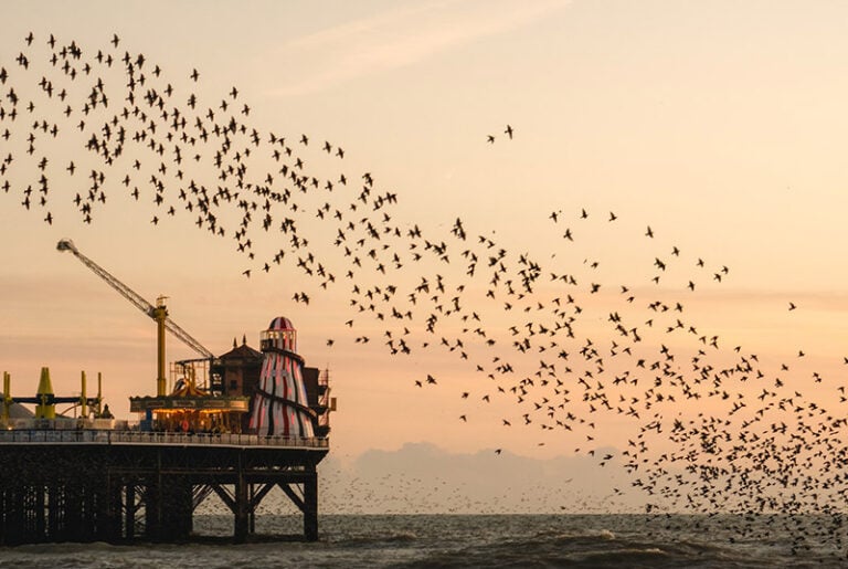 What Are Starling Murmurations, & Why Do They Form? (The Science Behind ...