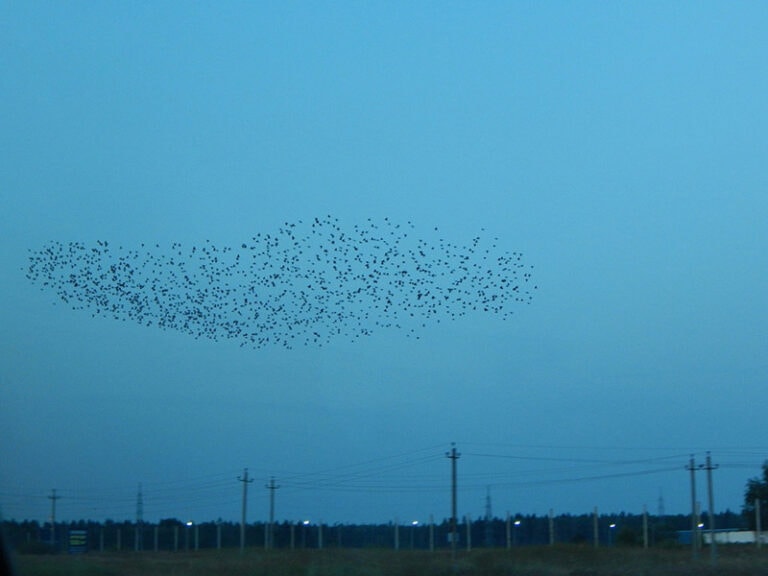 What Are Starling Murmurations, & Why Do They Form? (The Science Behind ...