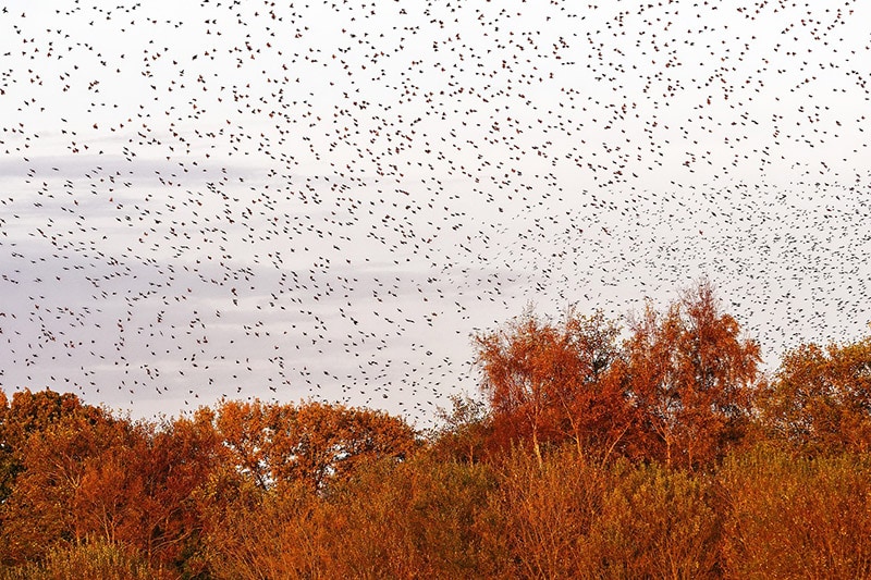 What Are Starling Murmurations, & Why Do They Form? (The Science Behind ...