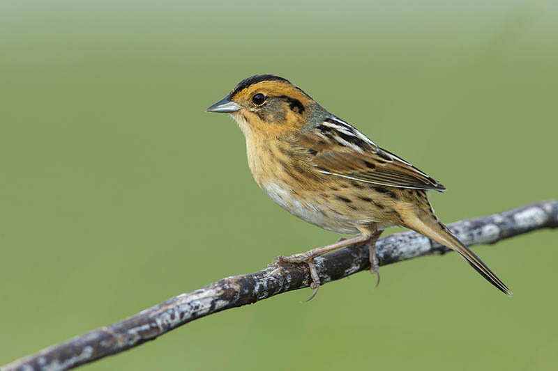 20 Common Types of Sparrows in Alabama (With Pictures) - Optics Mag