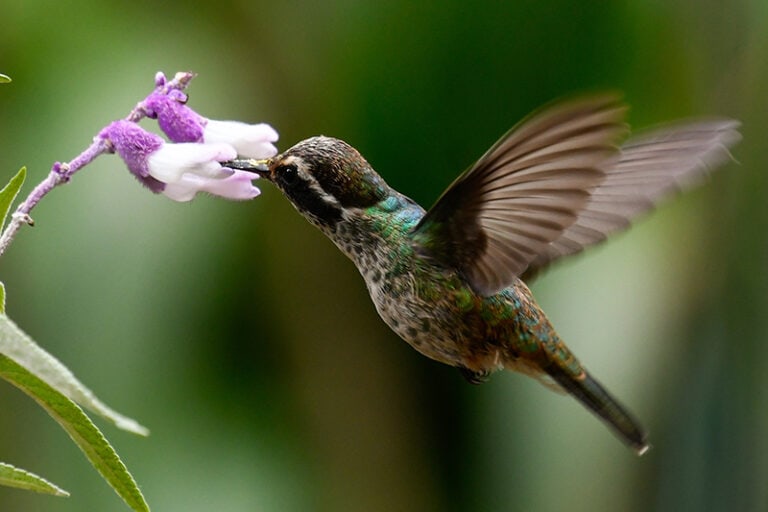 6 Types of Hummingbirds in Michigan (With Pictures) - Optics Mag