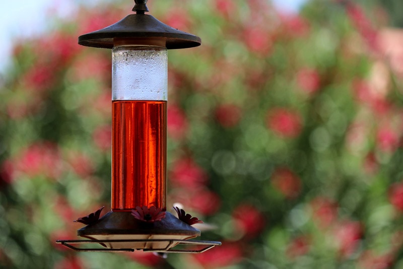 9 Types of Hummingbirds in Nevada (With Pictures) - Optics Mag