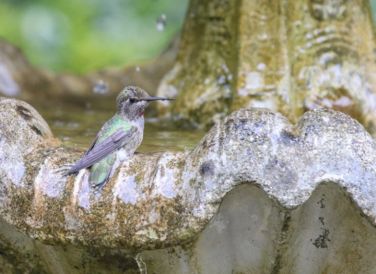 5 Types of Hummingbirds in Iowa (With Pictures) - Optics Mag